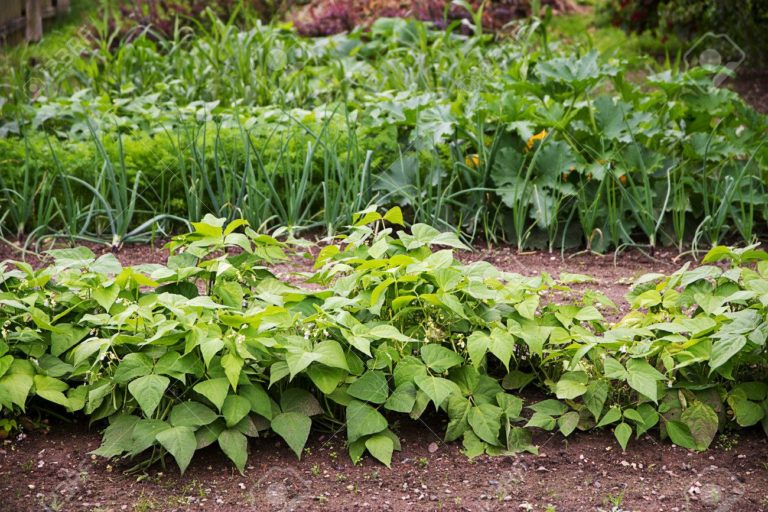 Comment effectuer une rotation de culture ? | Gazon-magique.com